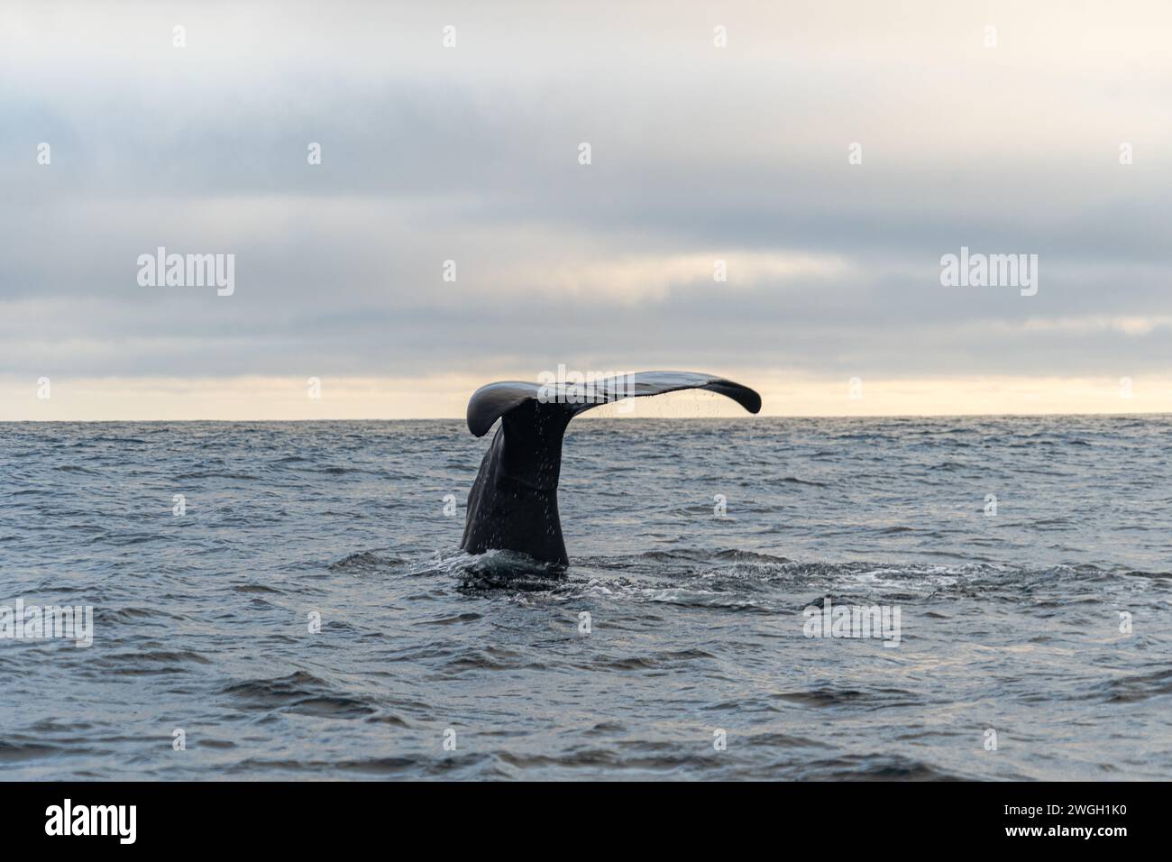 Whale fin's tail emerges from the water while swimming Stock Photo - Alamy
