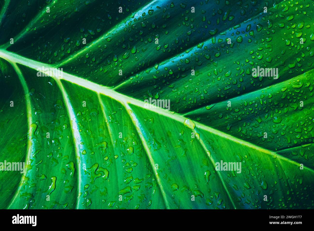 Tropical fresh green leaf with water drops nature background, healthy ...