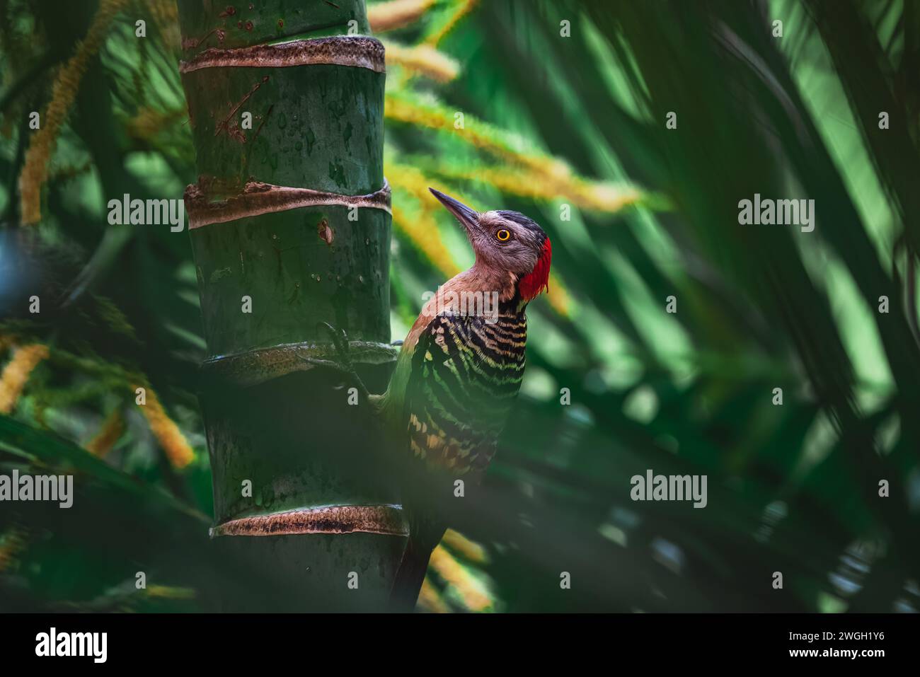 Green woodpecker bird with red head on a tropical palm tree in jungle ...