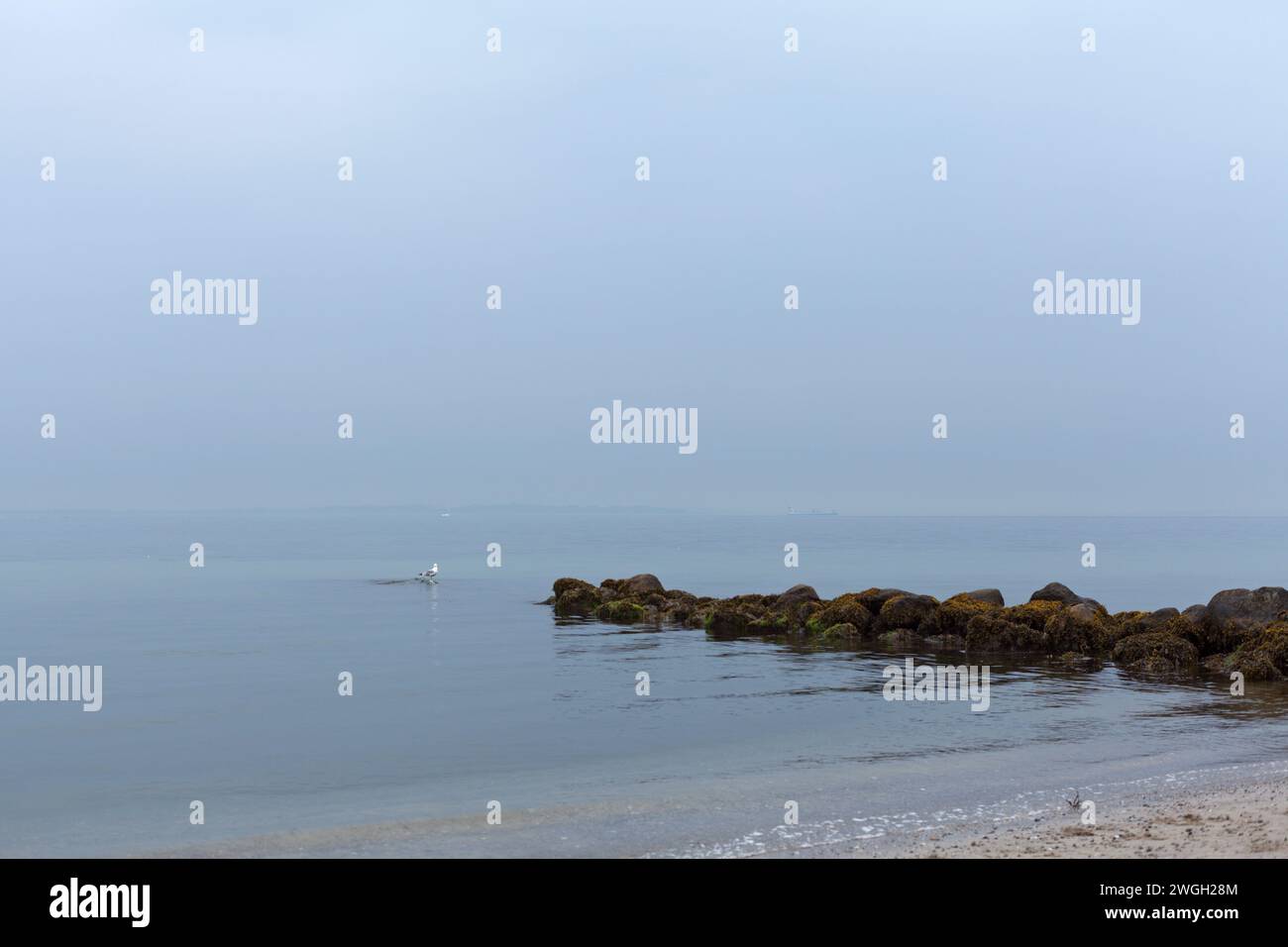 Seagull swim hi-res stock photography and images - Alamy