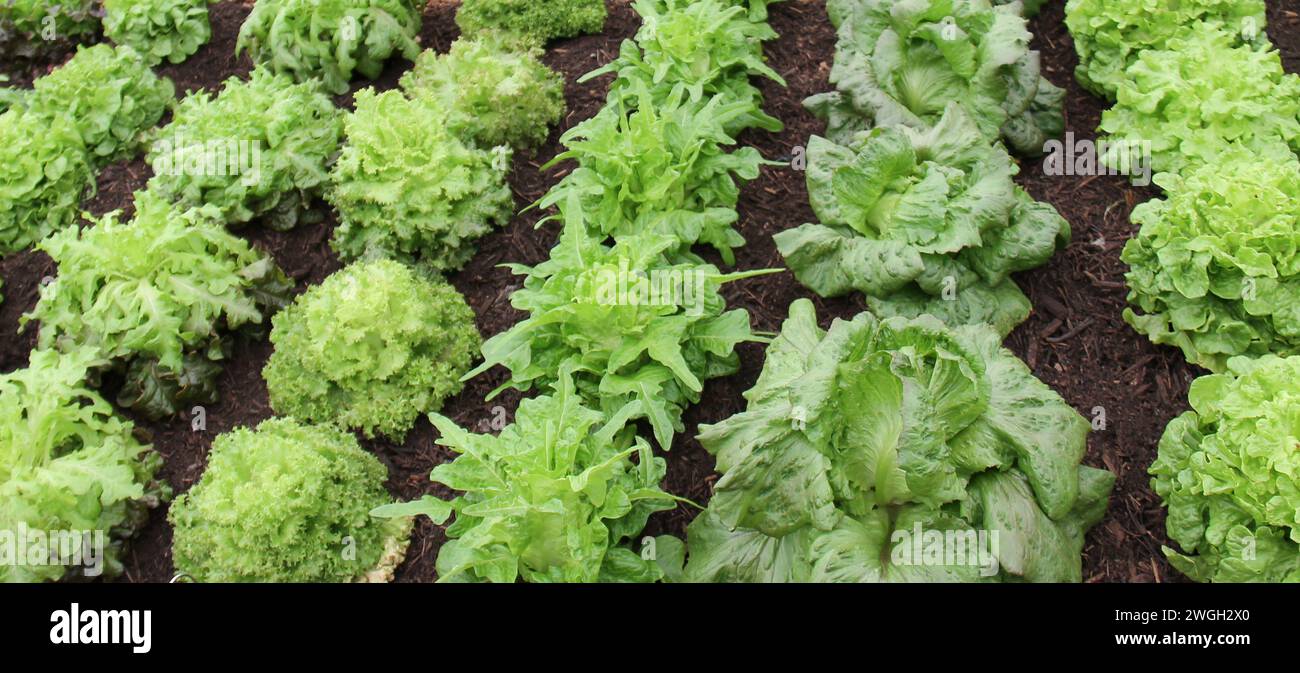 Growing various crops hi-res stock photography and images - Alamy