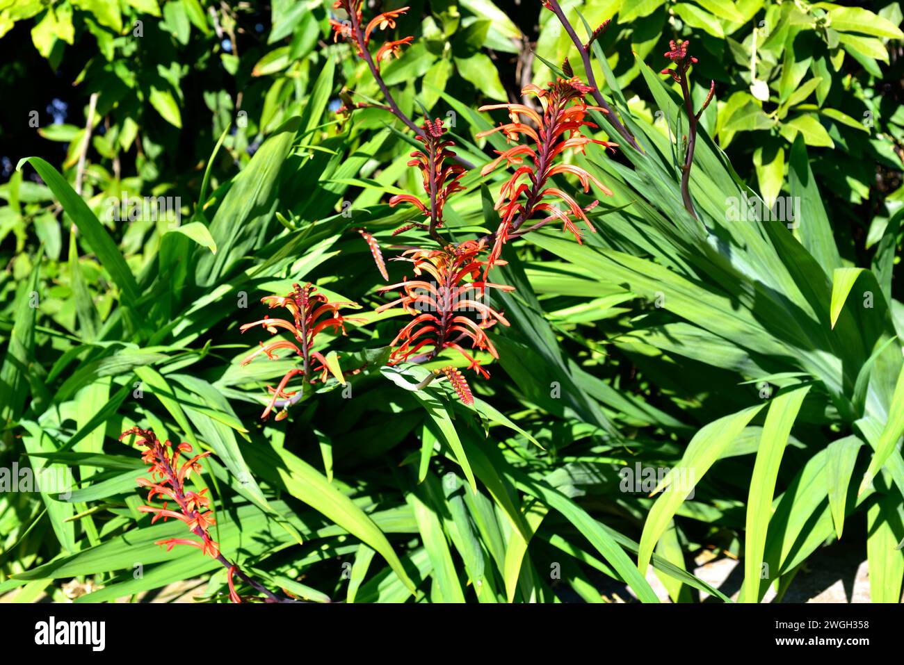 Small cobra lily (Chasmanthe aethiopica) is a deciduous ornamental herb ...