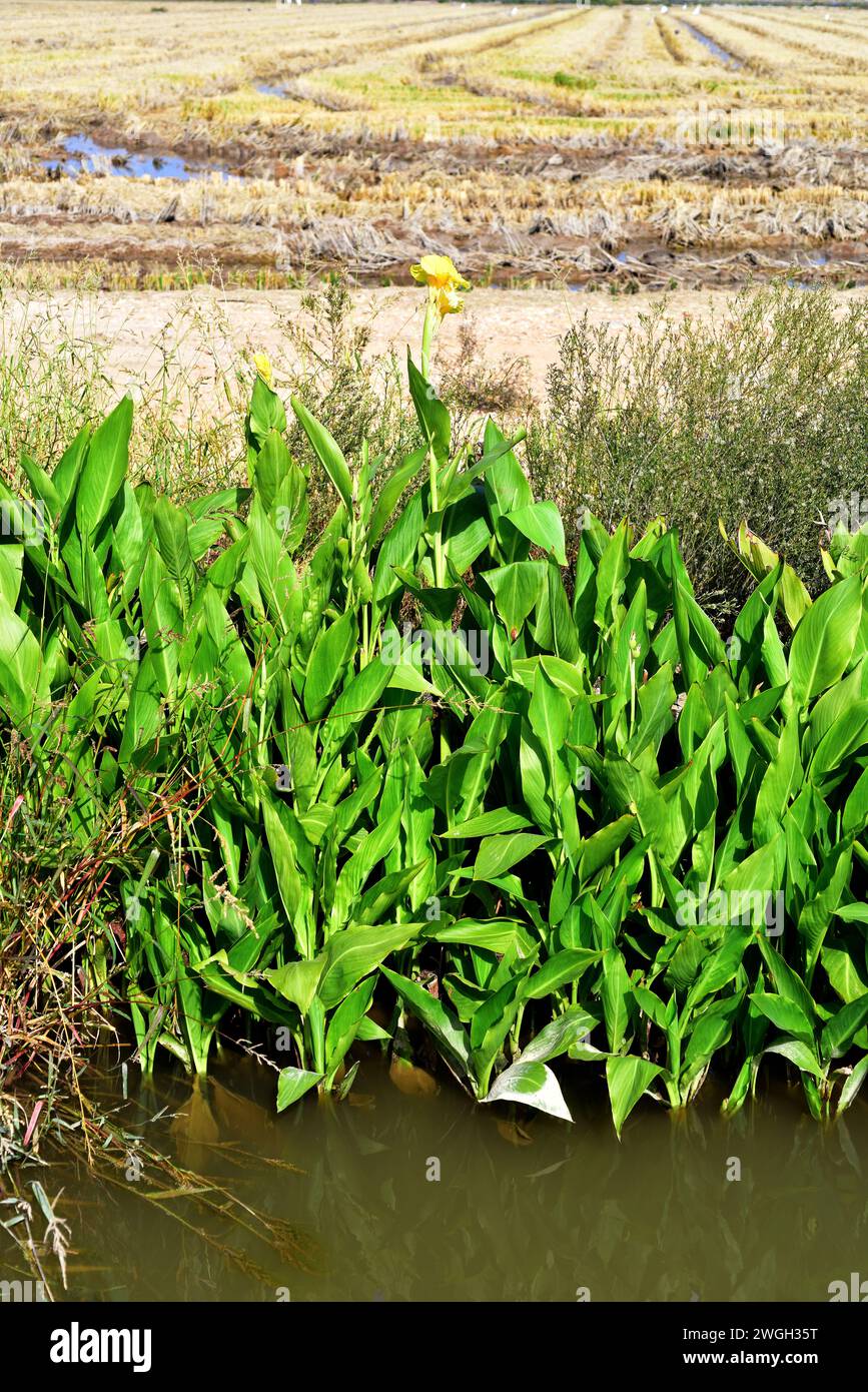 Yellow flag, yellow iris or water flag (Iris pseudacorus) is an aquatic ...