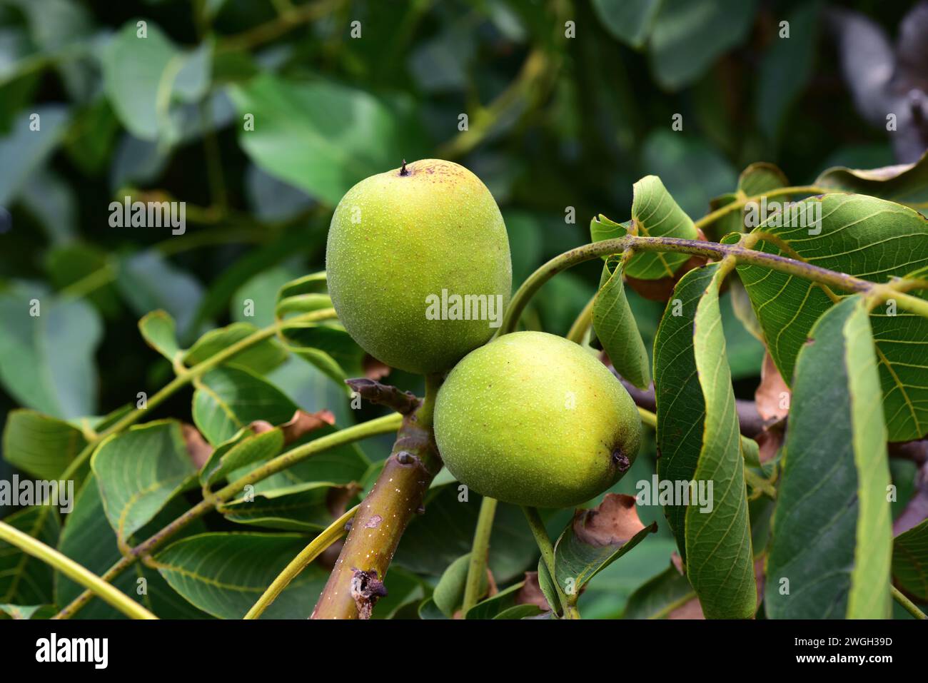 Common walnut (Juglans regia) is a deciduous tree native to Asia. Its ...