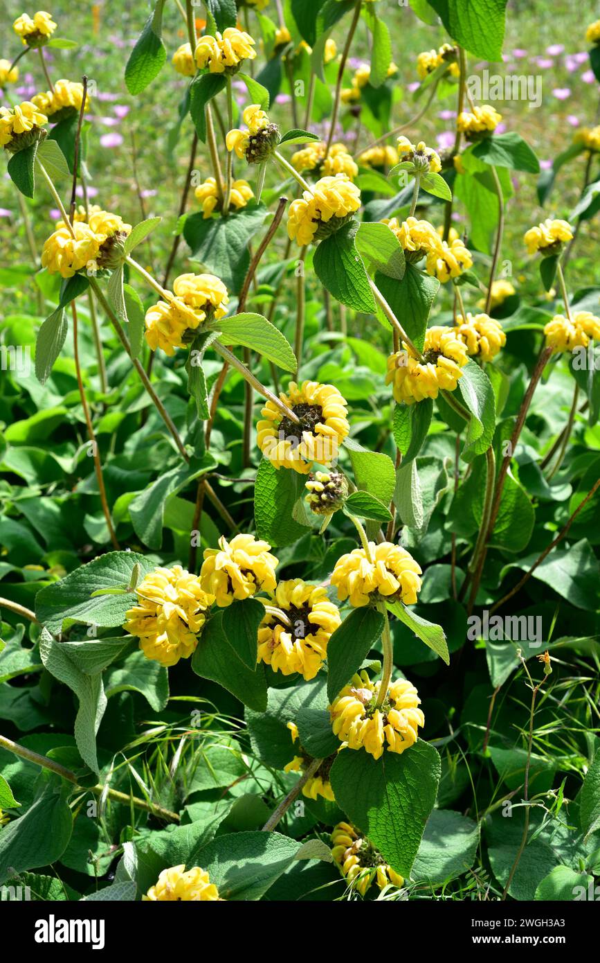 Phlomis russeliana turkish sage hi-res stock photography and images - Alamy