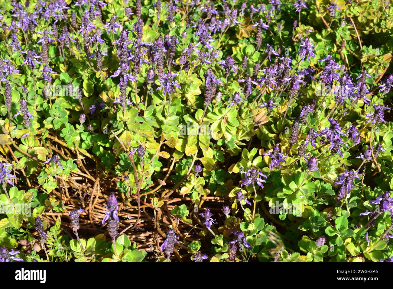 Lobster flower (Plectranthus neochilus) is perennial succulent plant ...