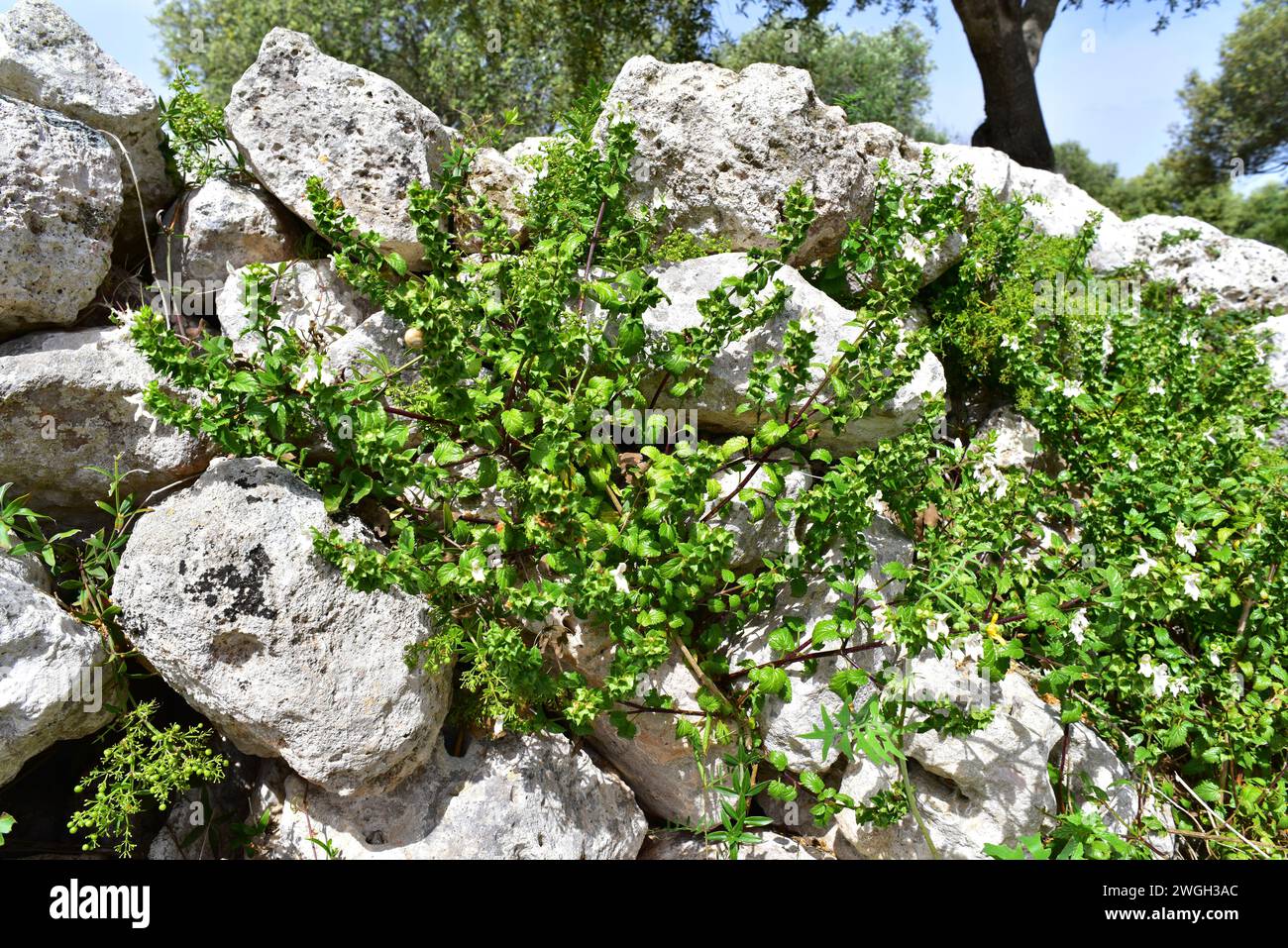 Arangi bord hi-res stock photography and images - Alamy
