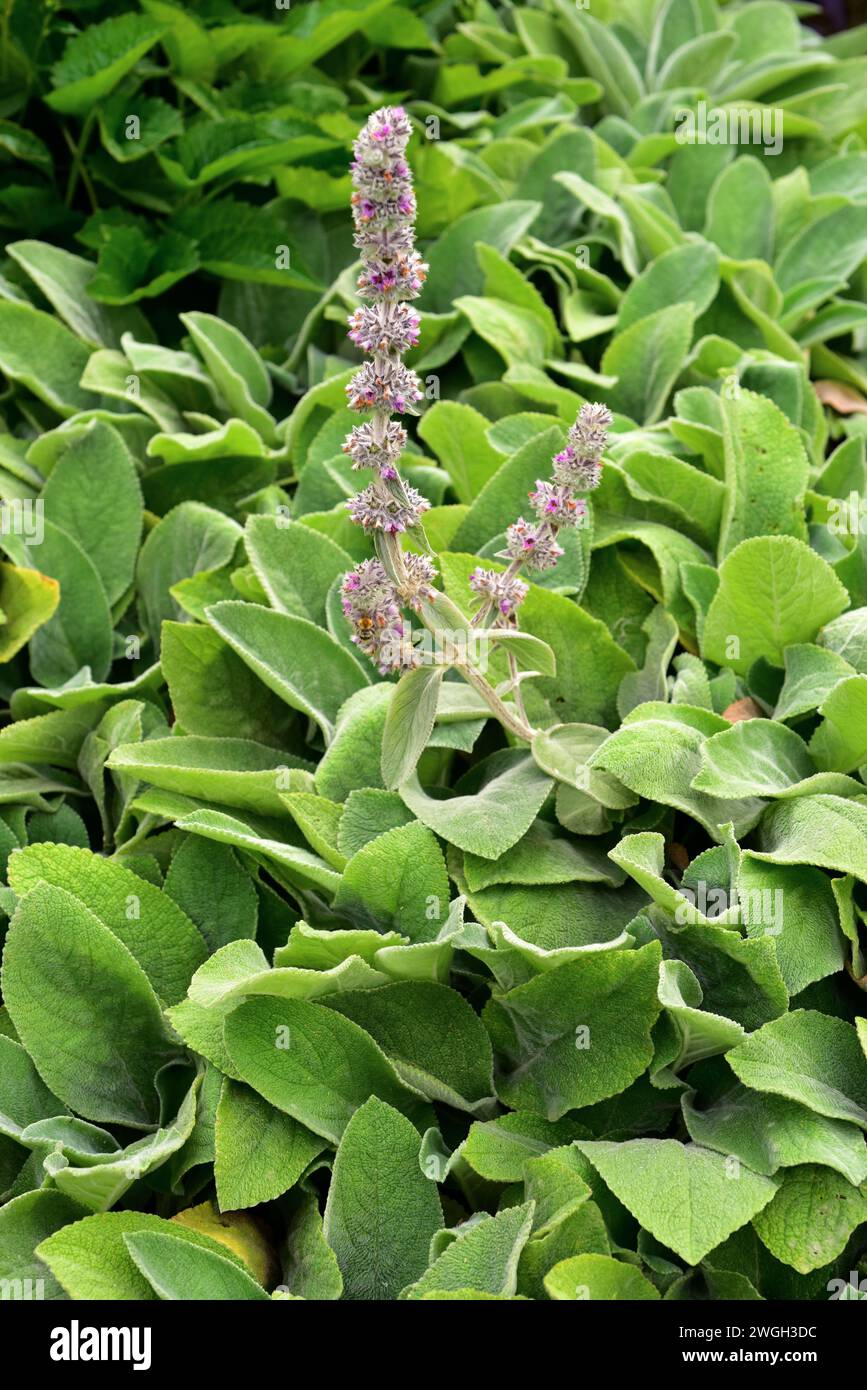 Lamb's ear (Stachys byzantina or Stachys lanata) is a perennial herb ...