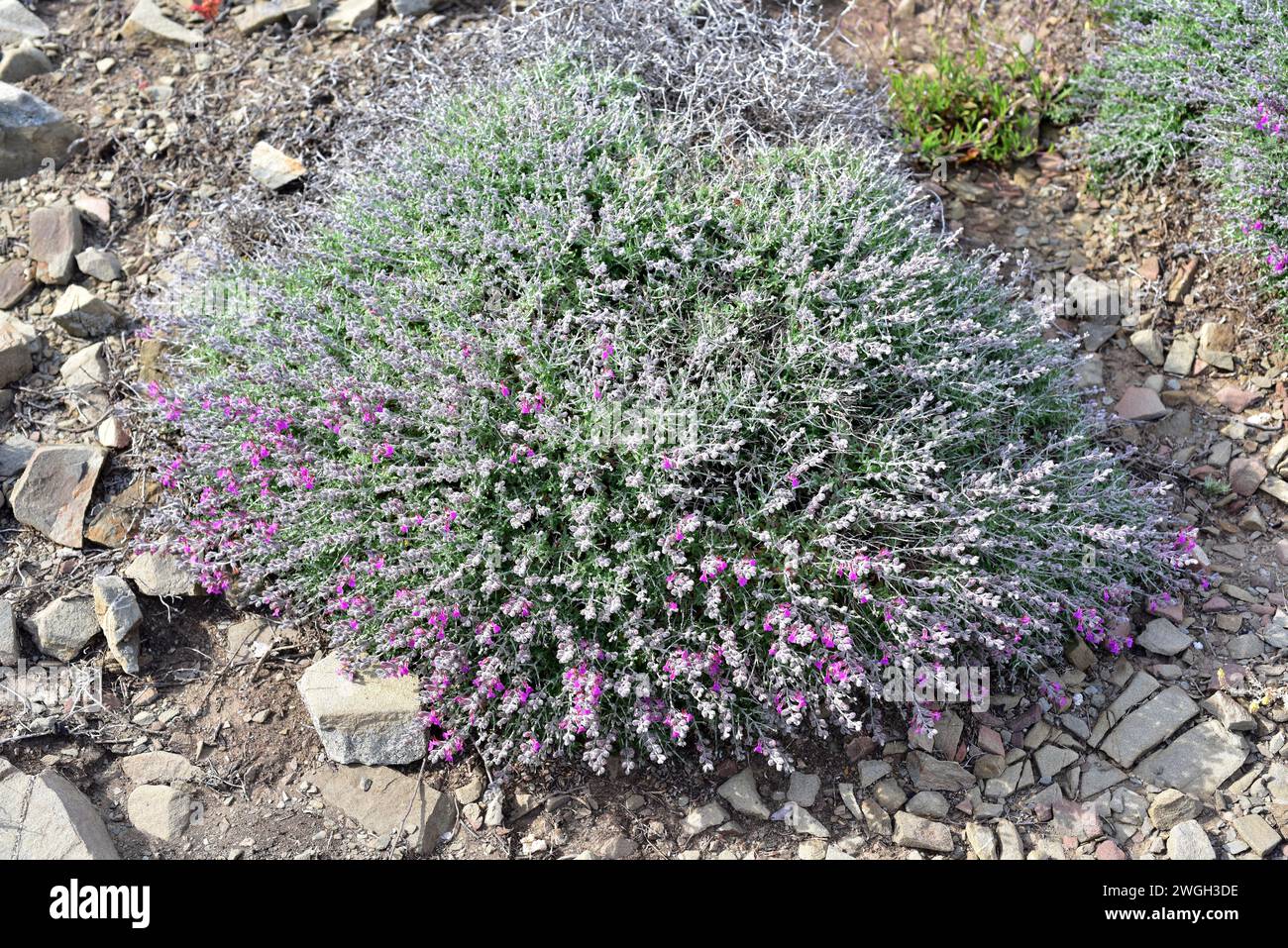 Farigola hi-res stock photography and images - Alamy