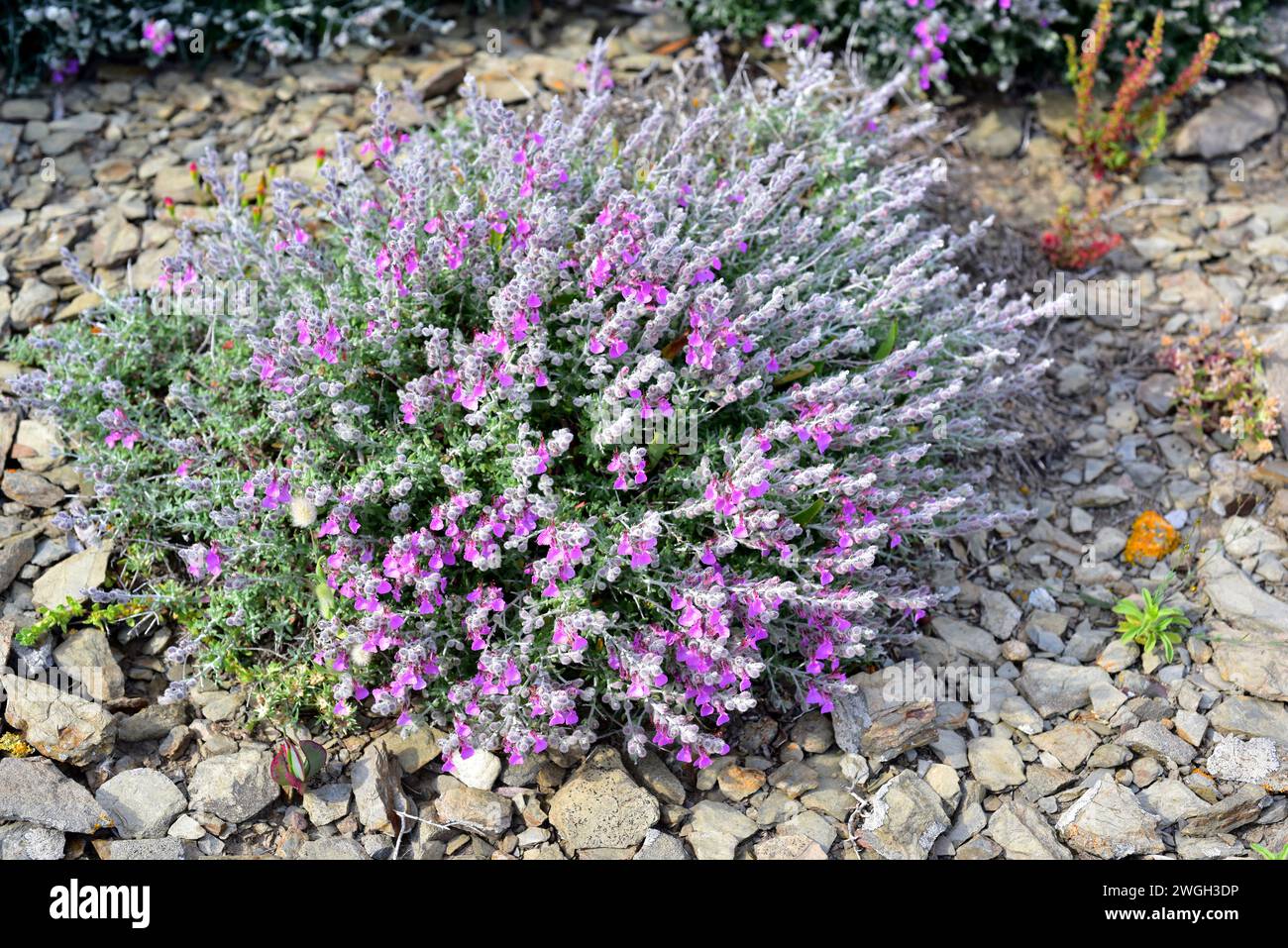 Belon hi-res stock photography and images - Alamy