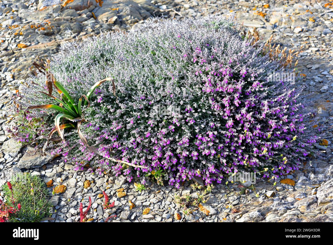 Cat thyme (Teucrium marum) is a spiny subshrub endemic to western ...