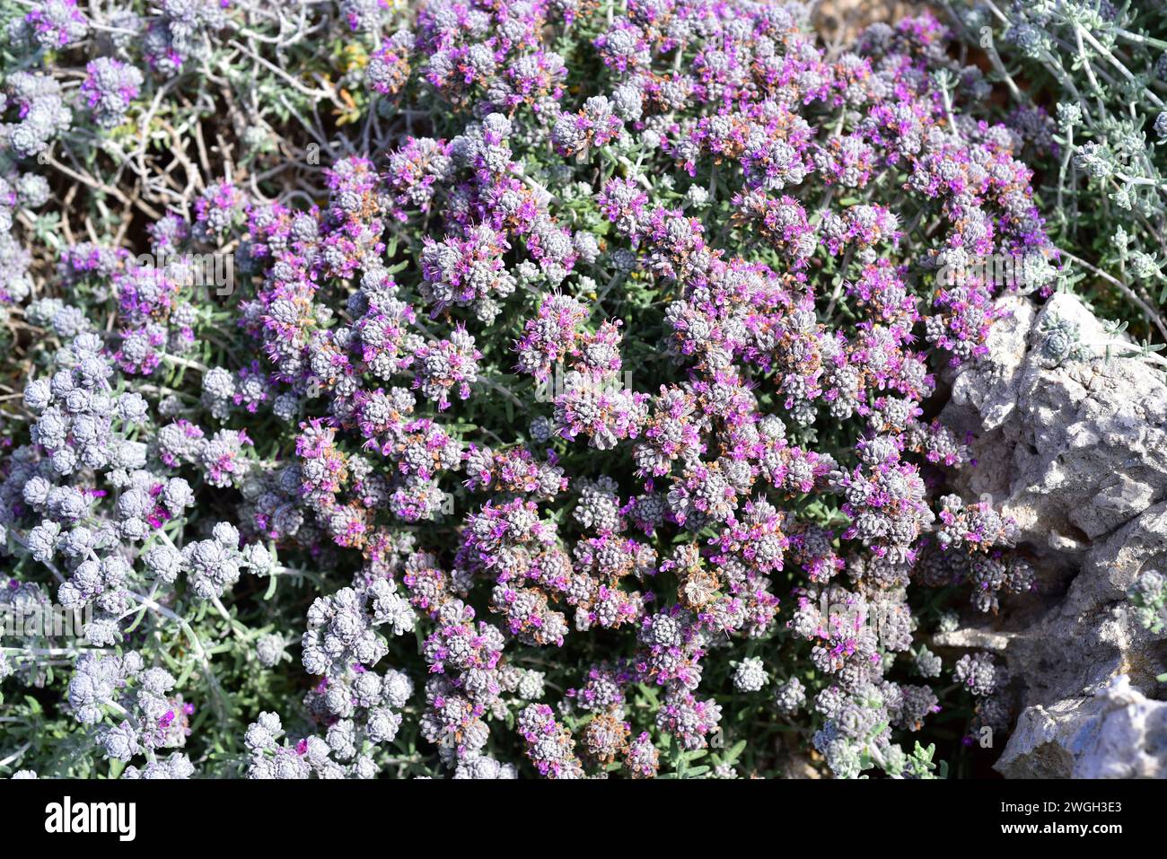 Tomillo blanco or tomillo macho (Teucrium capitatum) is a perennial ...