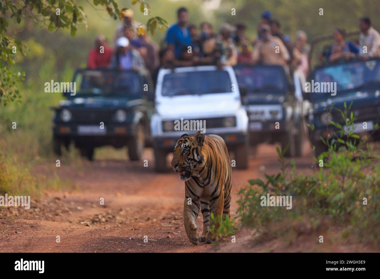 The mighty tiger being followed by paprazzi INDIA EXCITING images show ...