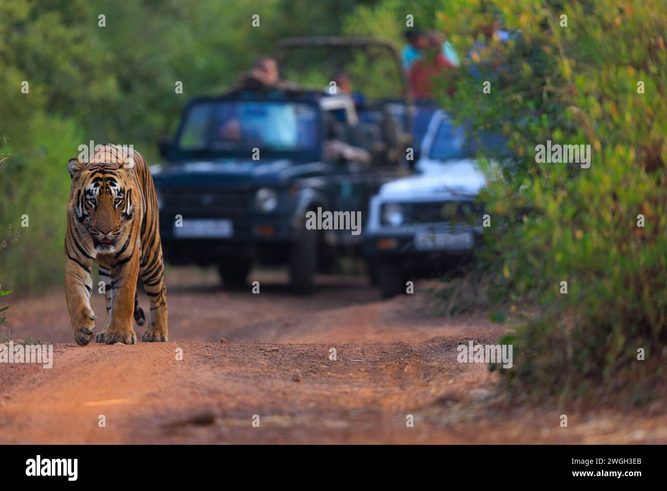 Bengal tiger and its entourage. INDIA EXCITING images show a Bengal ...