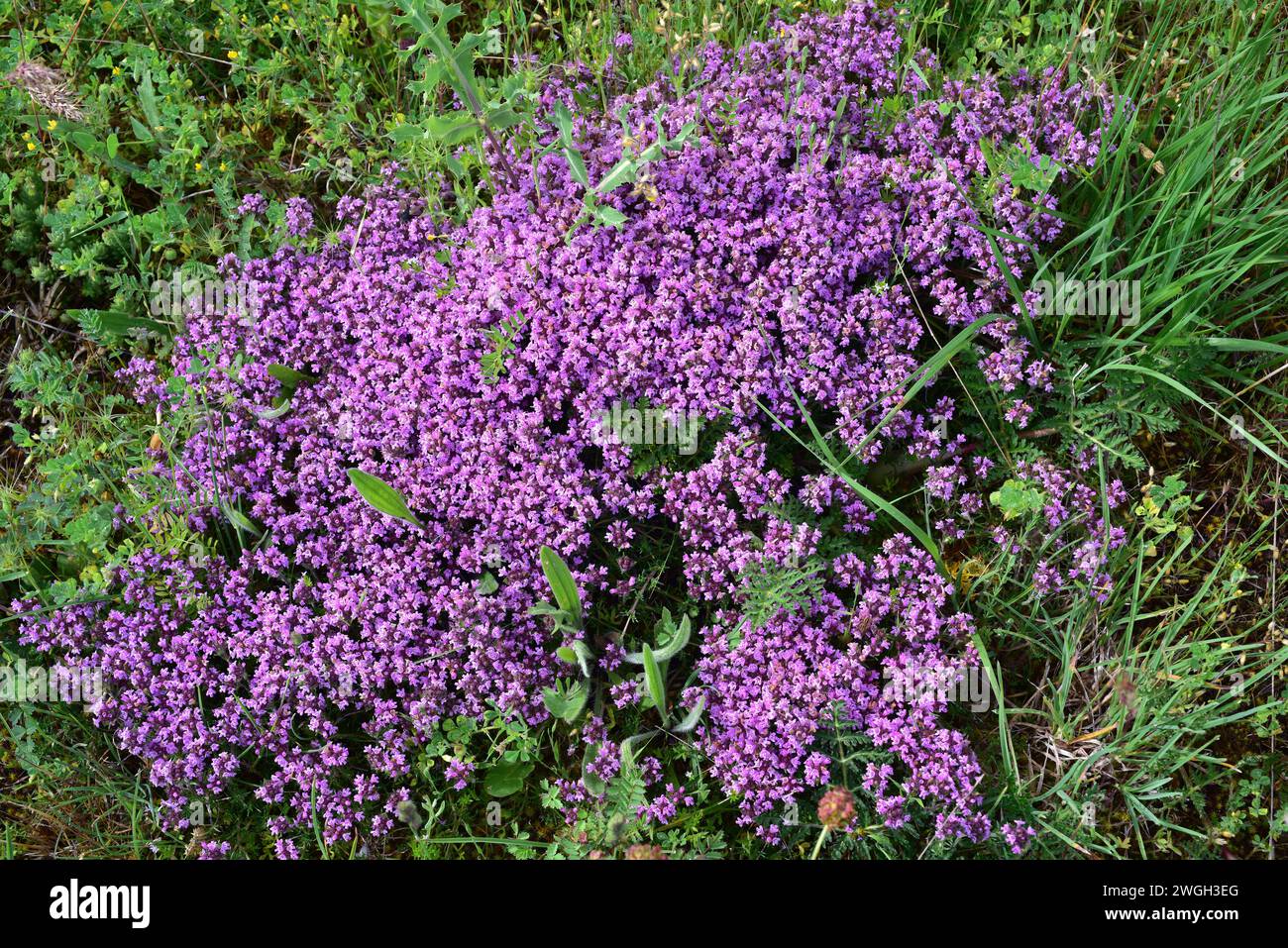 Wild thyme (Thymus serpyllum) is an evergreen shrub native to Eurasia ...