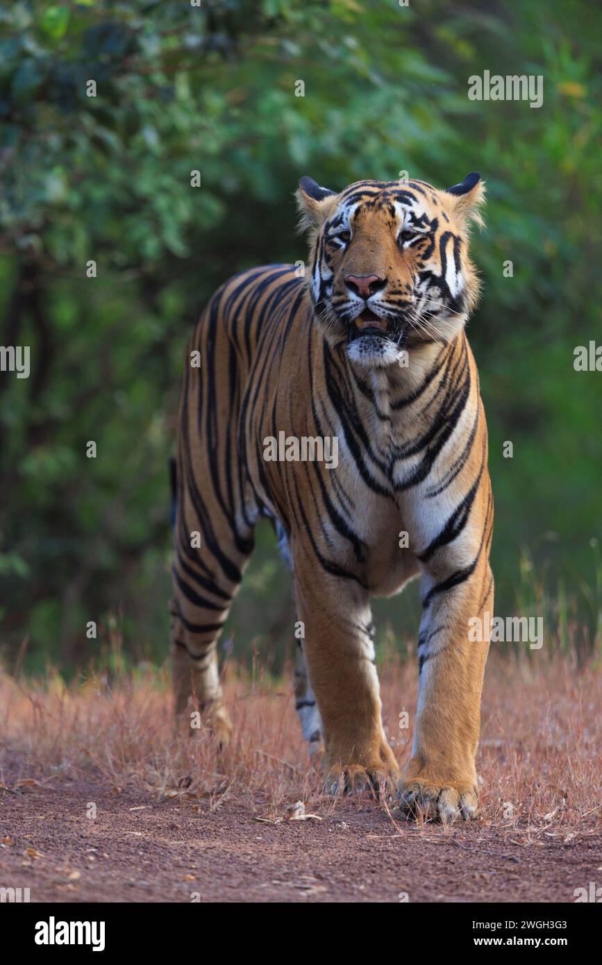 The Great Bengal Tiger, Xylo INDIA EXCITING images show a Bengal tiger ...