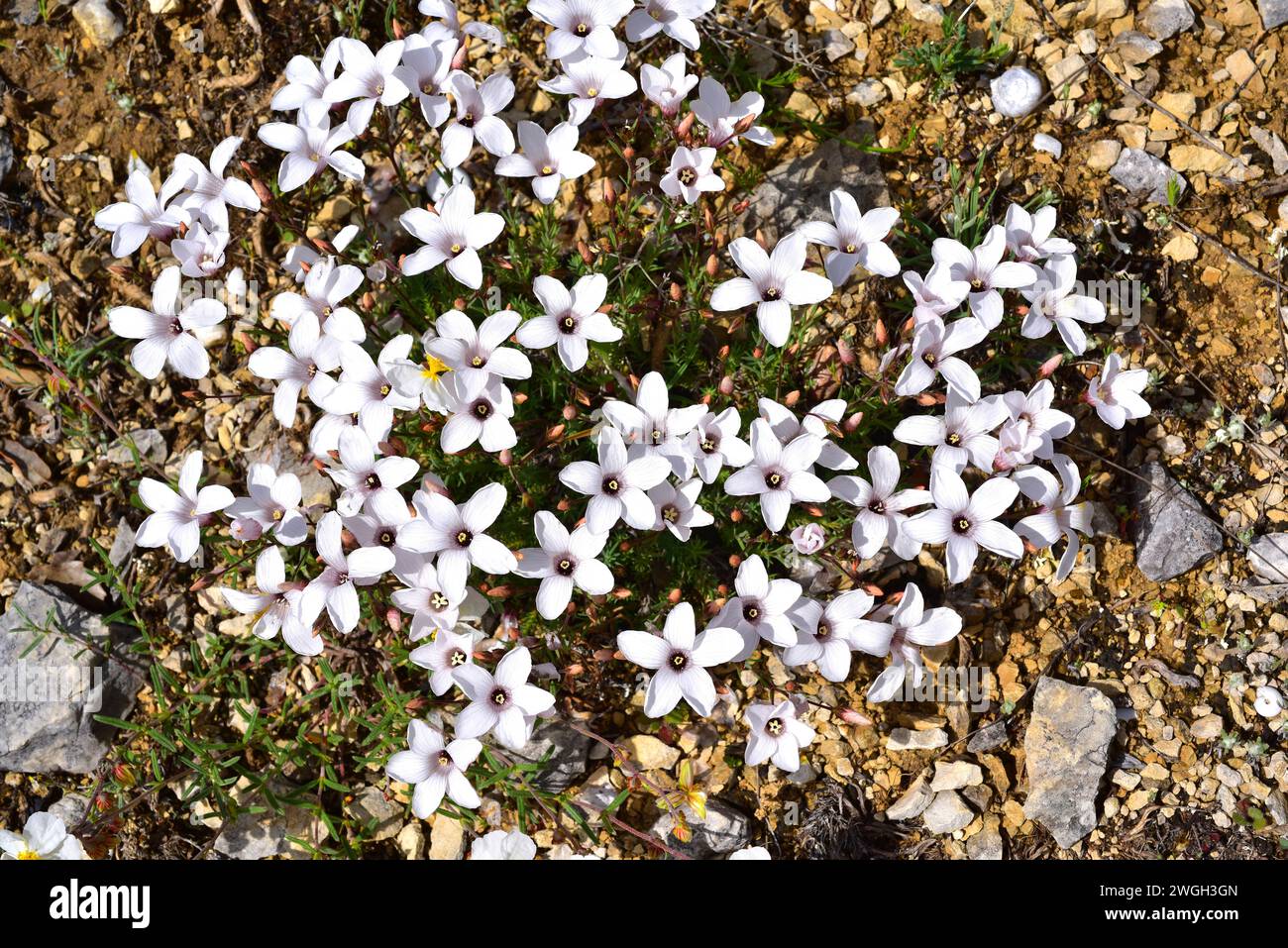 White linen (Linum suffruticosum) is a perennial subshrub native to ...