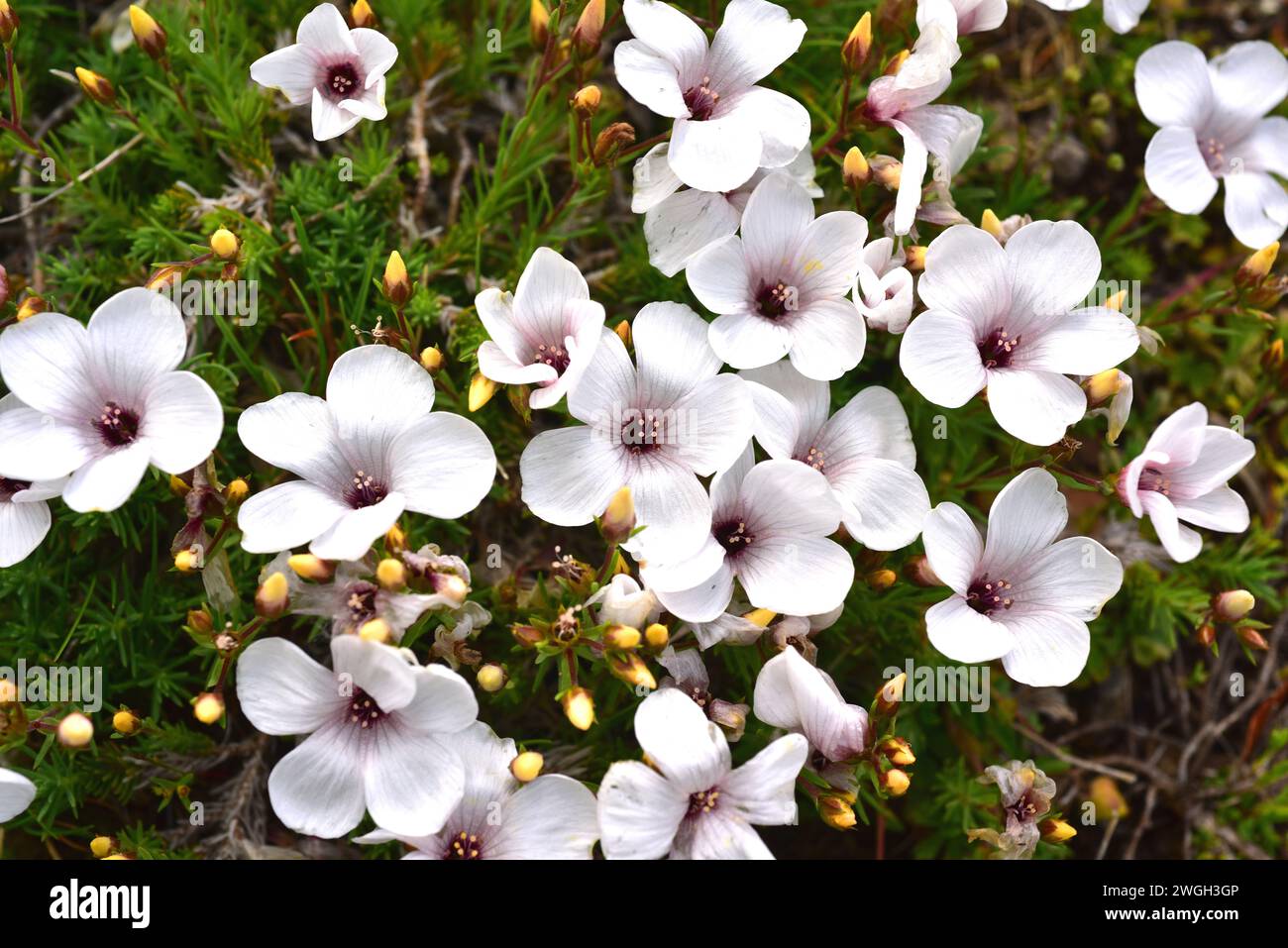 White linen (Linum suffruticosum) is a perennial subshrub native to ...