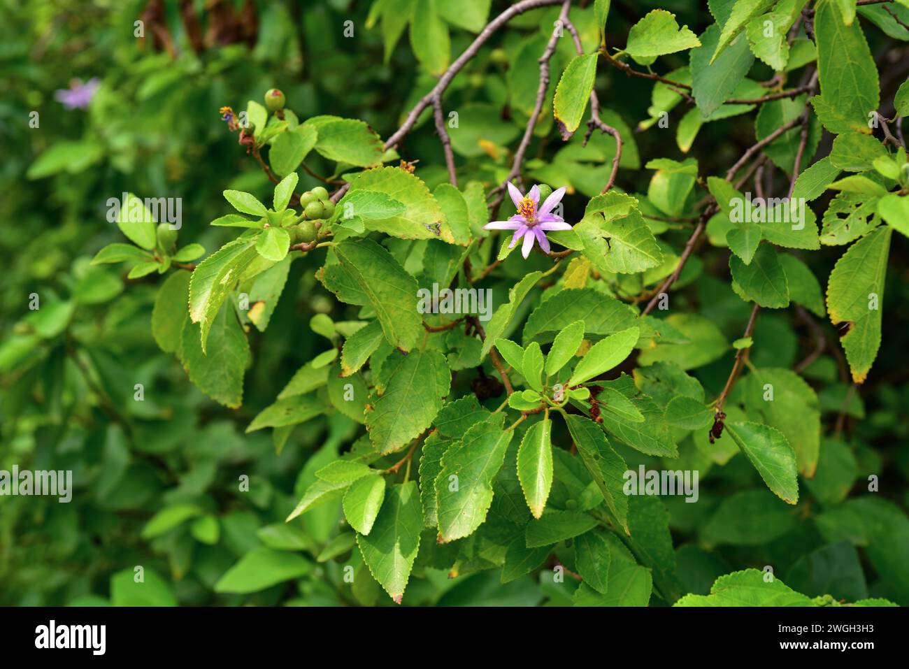 Crossberry (Grewia occidentalis) is a deciduous small tree native to ...