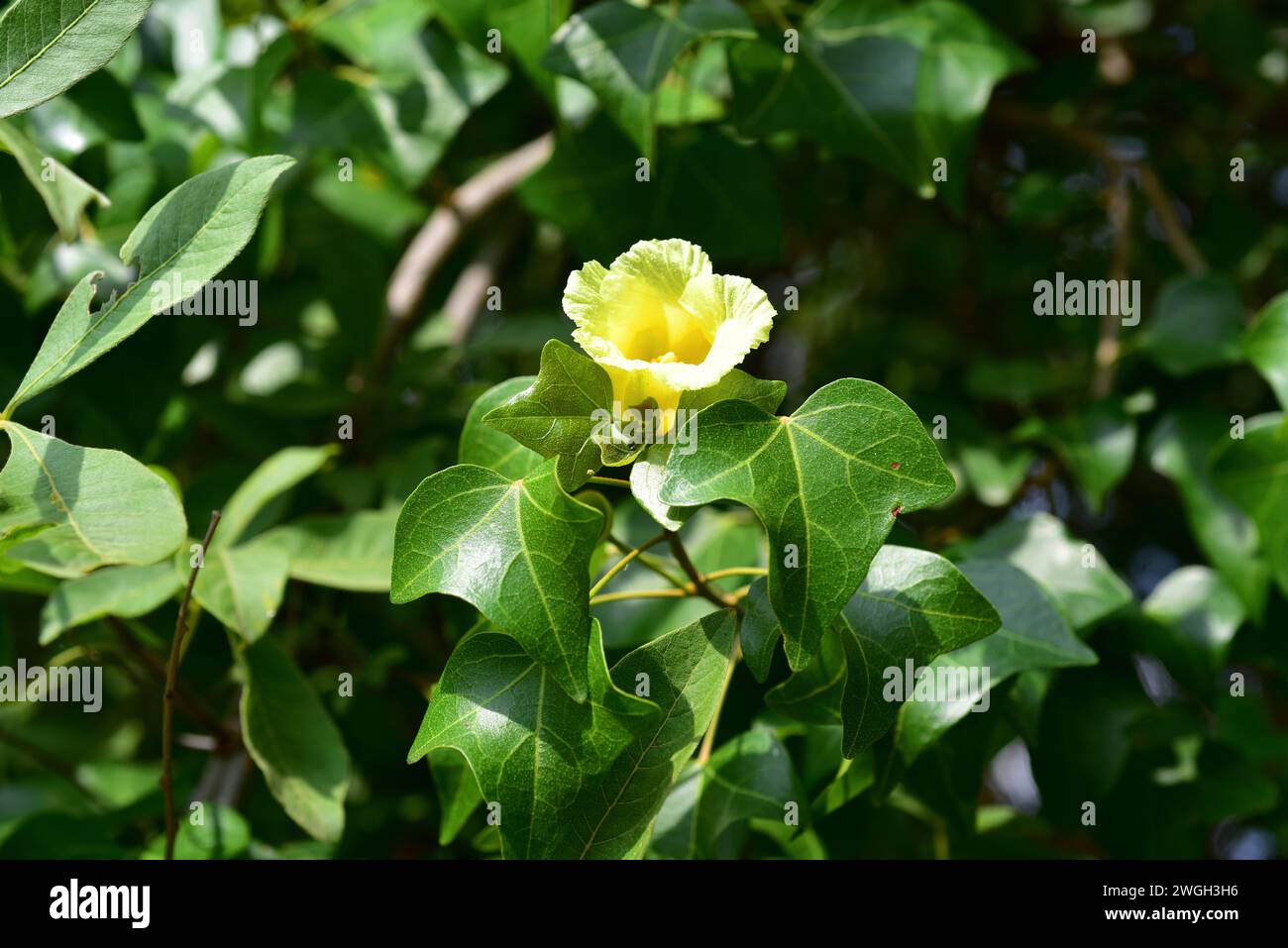 Small leaved tulip tree hi-res stock photography and images - Alamy