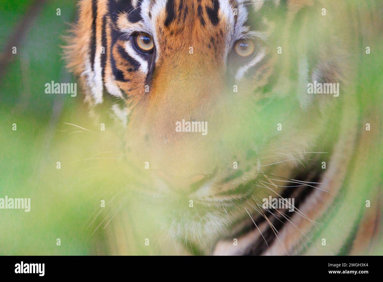 Big wild cat INDIA EXCITING images show a Bengal tiger walking in front ...