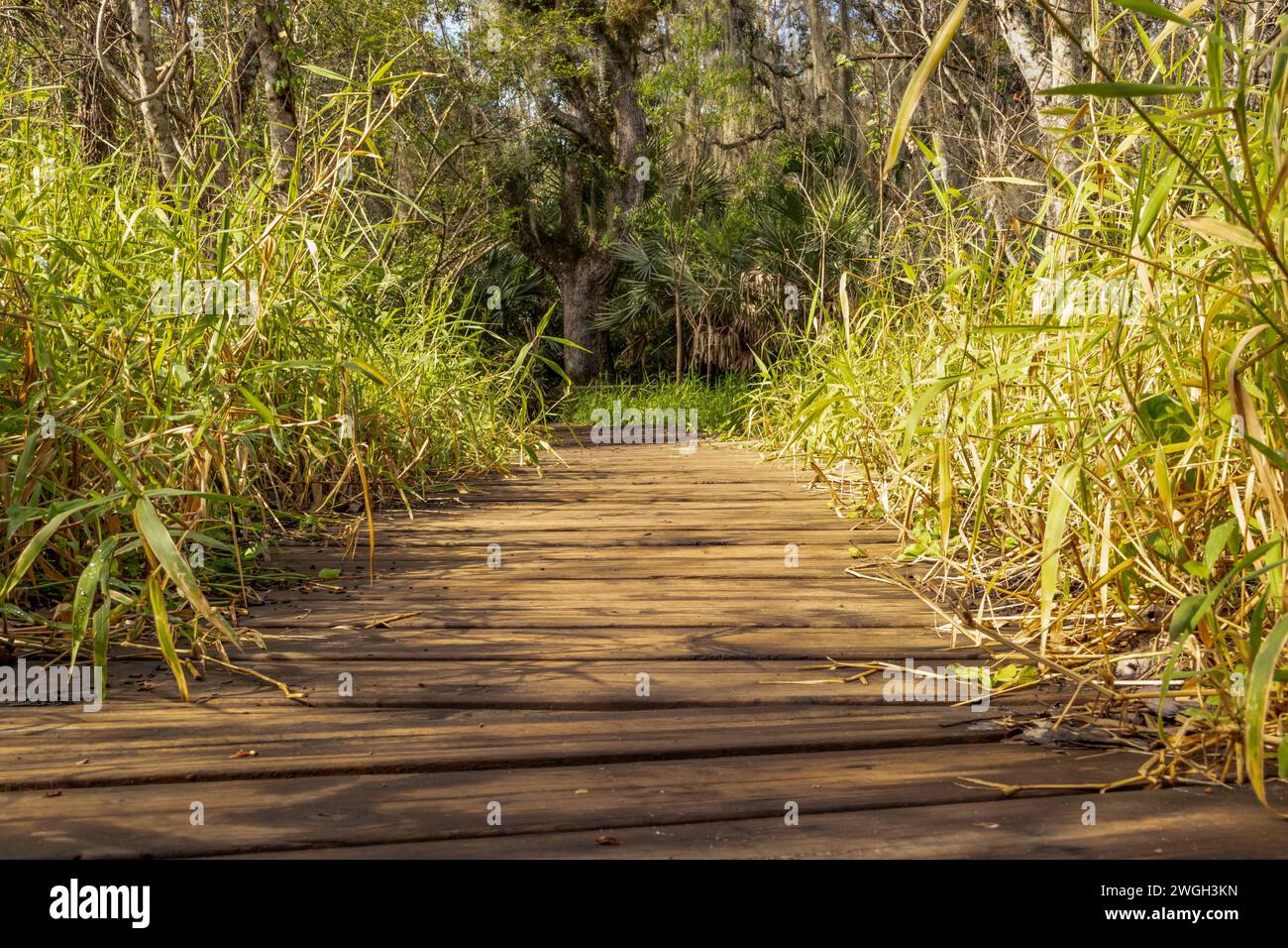 Grassy deck hi-res stock photography and images - Alamy