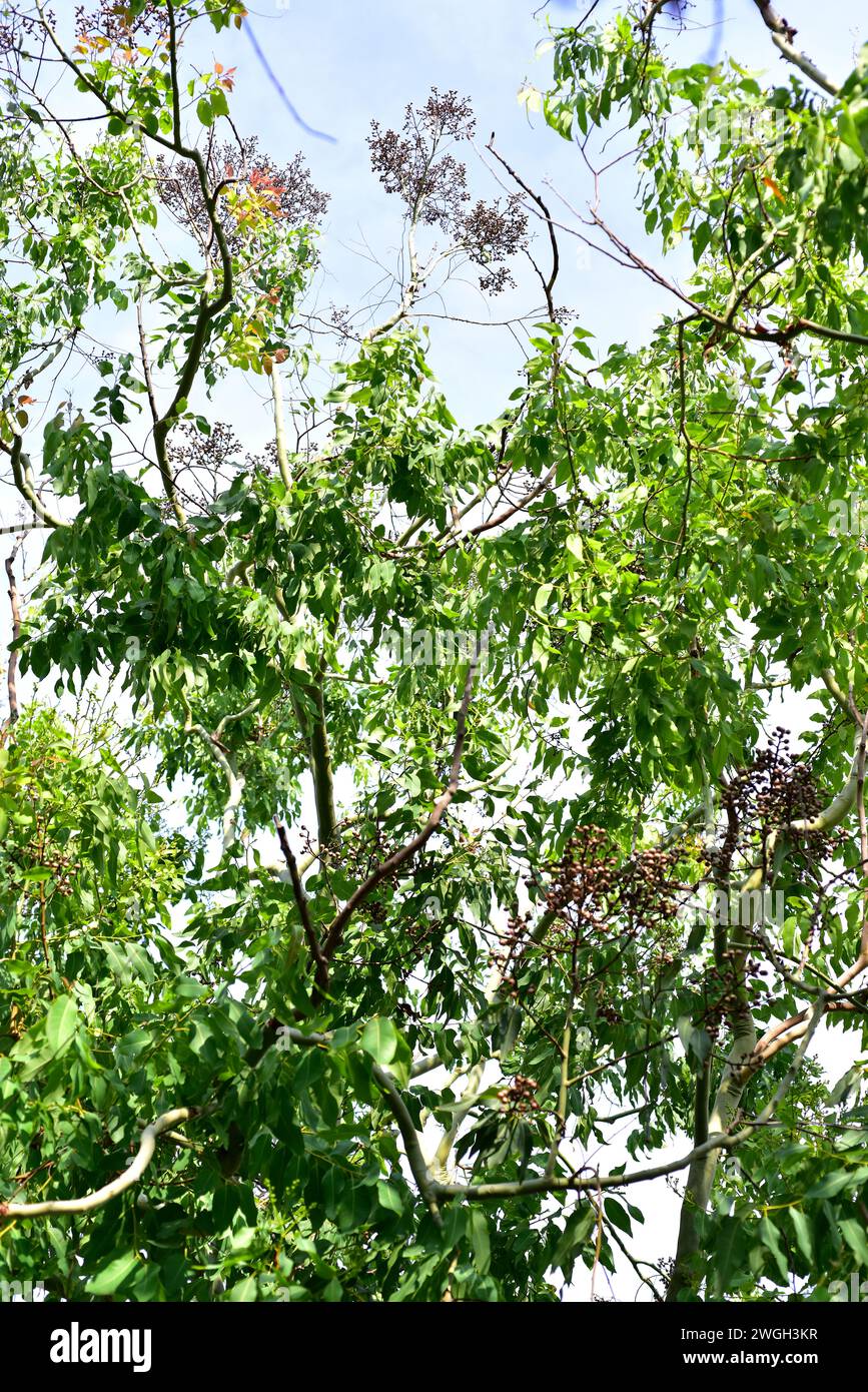 Cadaga or cadaghi (Corymbia torelliana) is a tree native to Qeensland ...