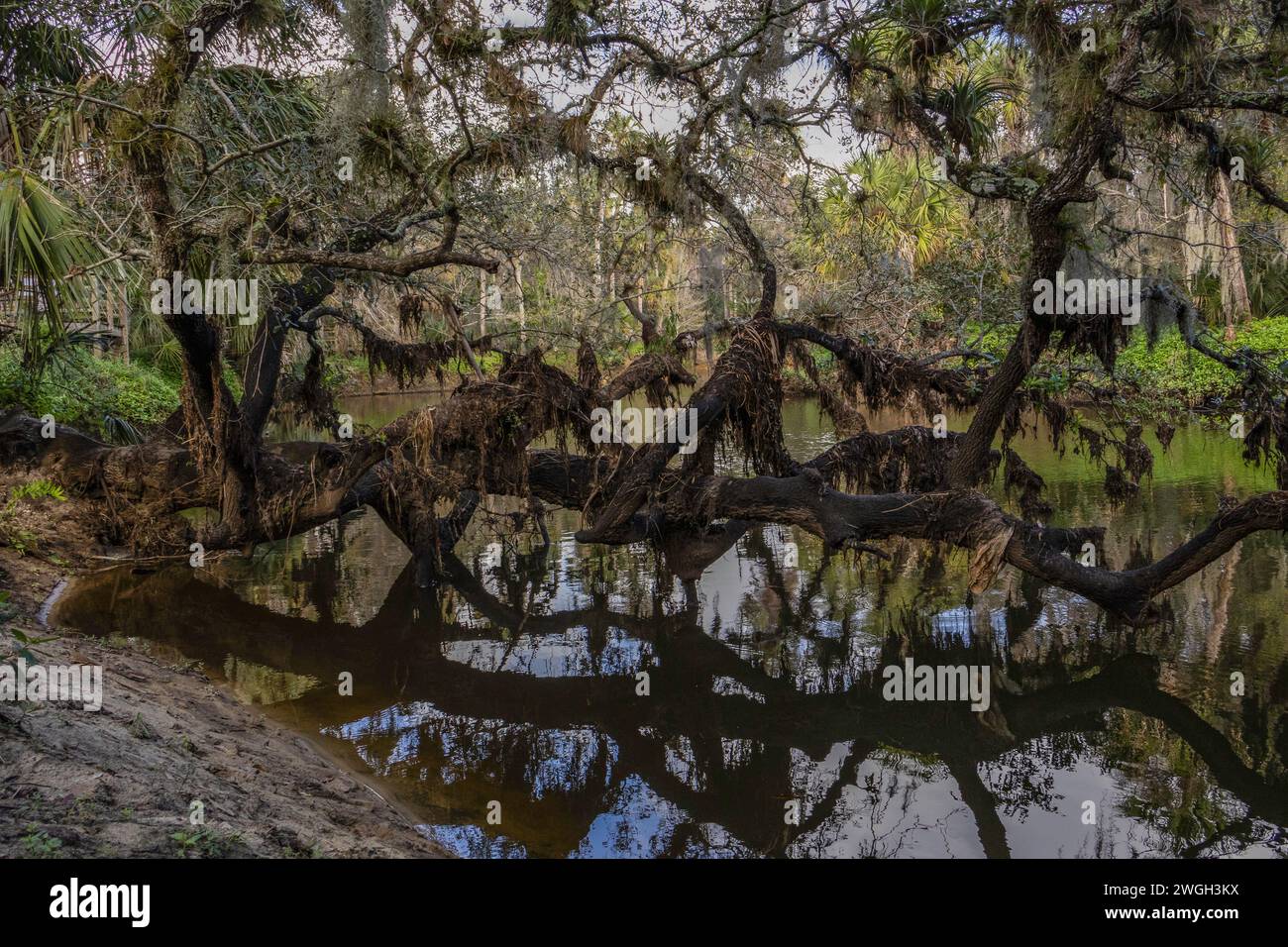 Turkey creek sanctuary Stock Photo - Alamy