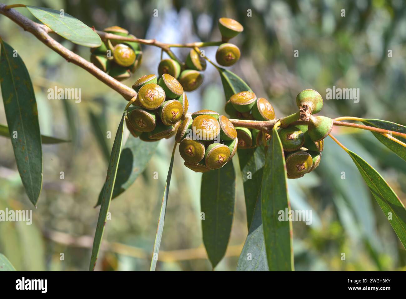 Soap mallee (Eucalyptus diversifolia) is a tree native to Australia ...