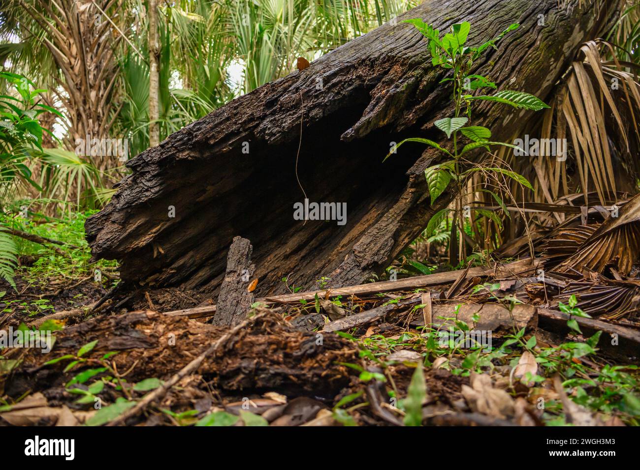 Turkey creek hollow stump Stock Photo - Alamy