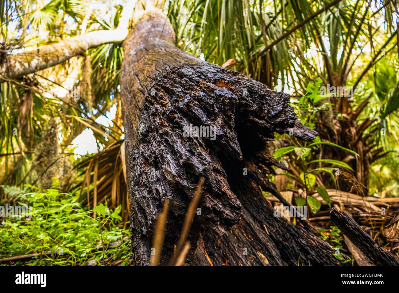 Hollow tree log hi-res stock photography and images - Alamy