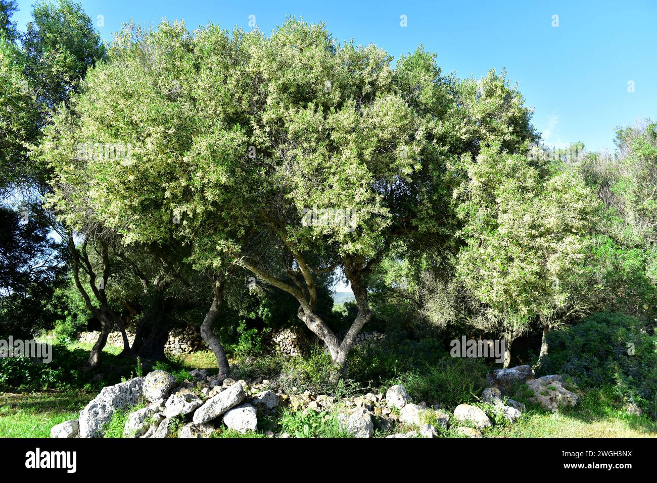 Wild olive (Olea europaea sylvestris or Olea oleaster) is a evergreen ...
