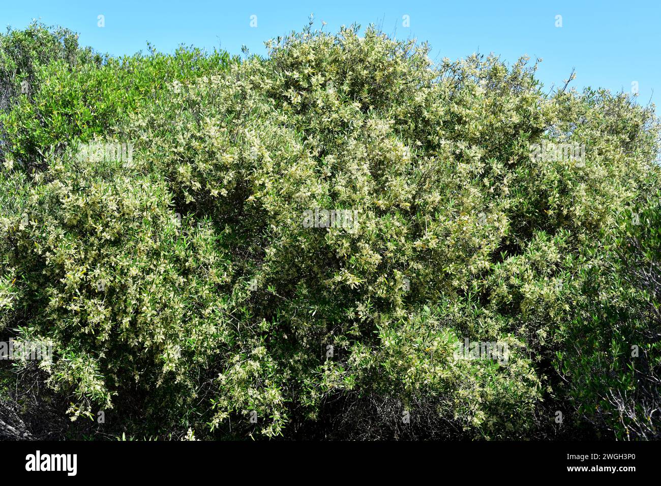 Wild olive (Olea europaea sylvestris or Olea oleaster) is a evergreen ...