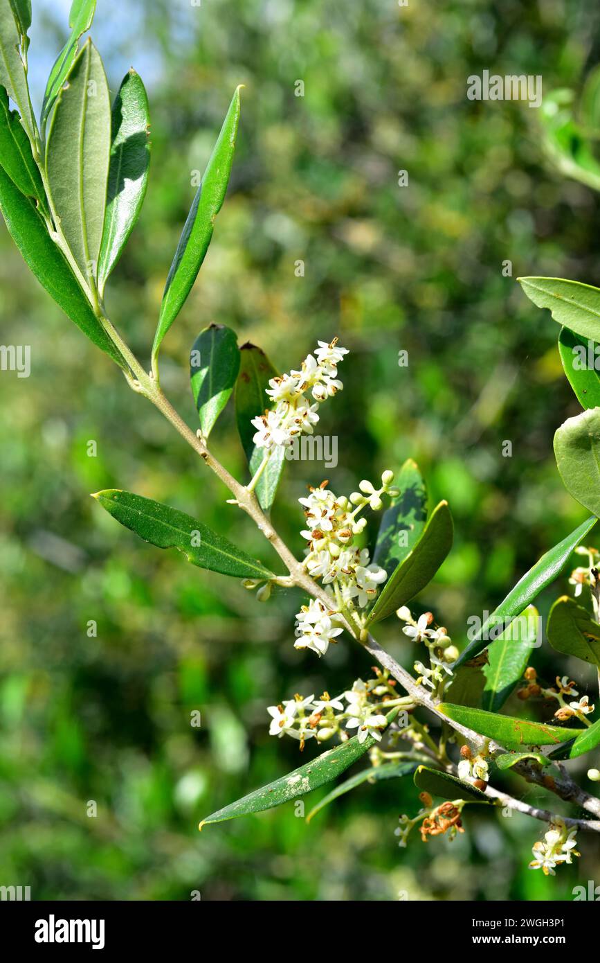 Wild olive (Olea europaea sylvestris or Olea oleaster) is a evergreen ...