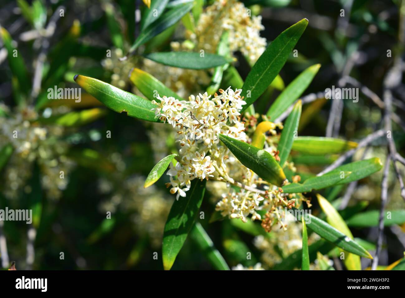 Wild olive (Olea europaea sylvestris or Olea oleaster) is a evergreen ...
