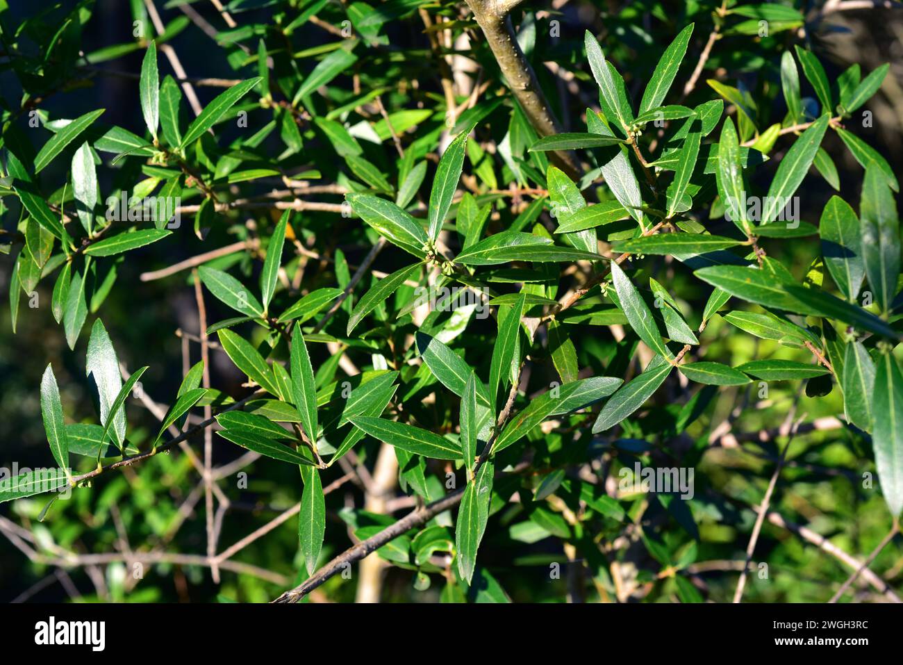 Green olive tree (Phillyrea latifolia) is an evergreen shrub native to ...