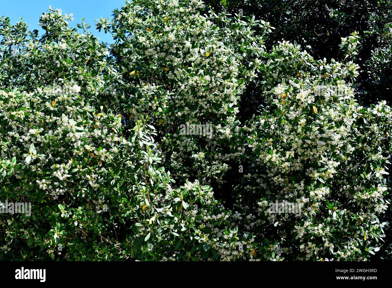 Picconia excelsa picconia excelsa hi-res stock photography and images ...