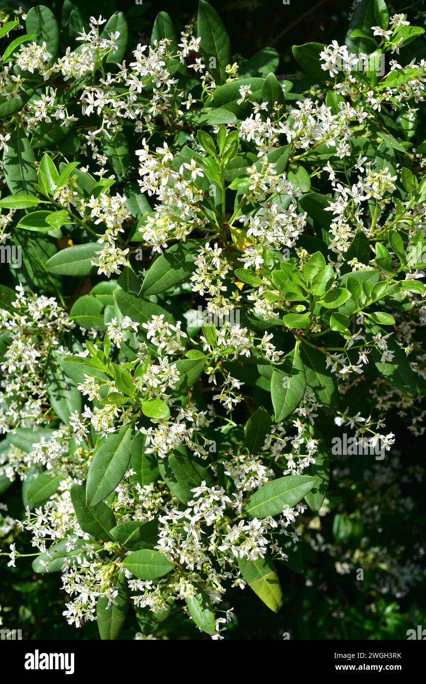 Picconia hi-res stock photography and images - Alamy