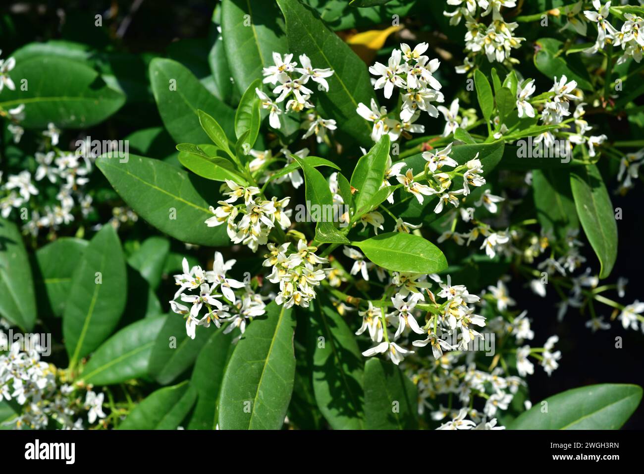 Palo blanco (Picconia excelsa) is an evergreen small tree endemic to ...