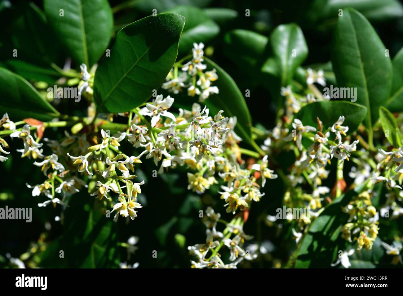 Picconia hi-res stock photography and images - Alamy