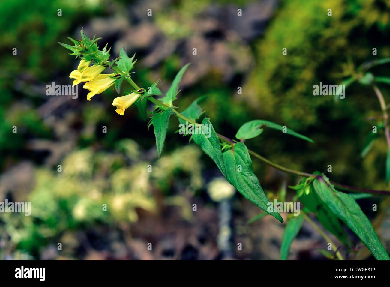 Common cow-wheat (Melampyrum pratense) is an annual hemiparasite herb ...