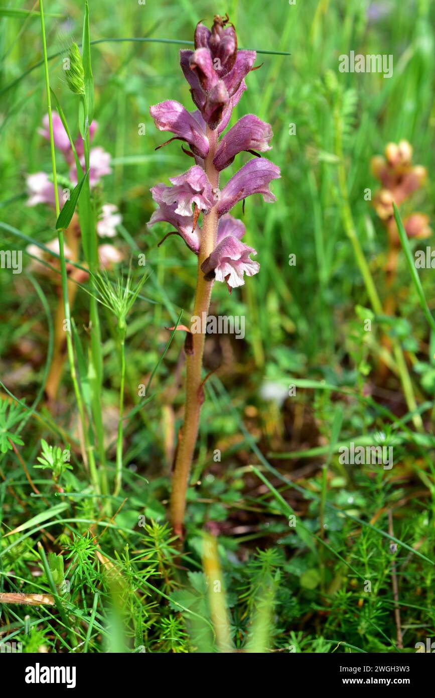 Thyme broomrape (Orobanche alba) is a parasite plant native to central ...