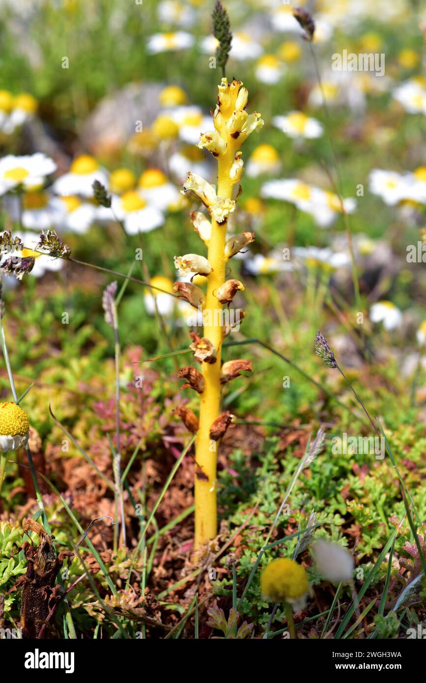 Orobanche iammonensis hi-res stock photography and images - Alamy