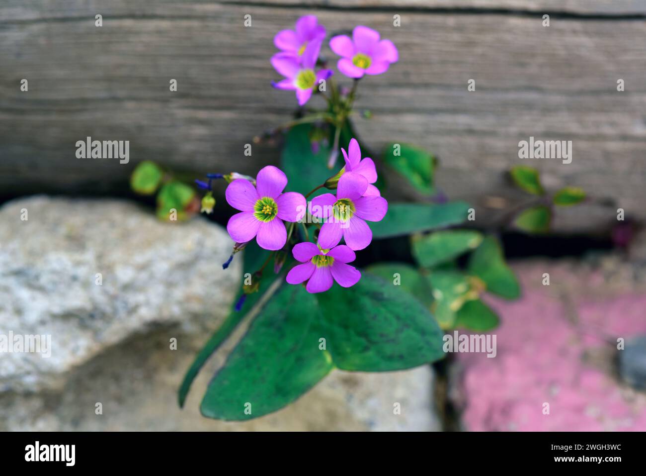 Broadleaf woodsorrel or garden pink-sorrel (Oxalis latifolia) is a ...
