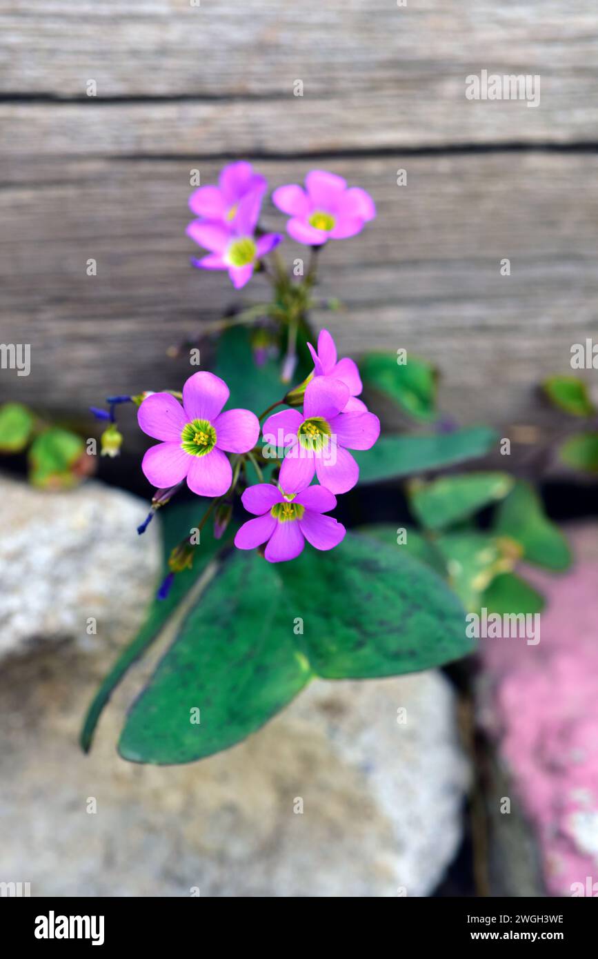 Broadleaf woodsorrel or garden pink-sorrel (Oxalis latifolia) is a ...