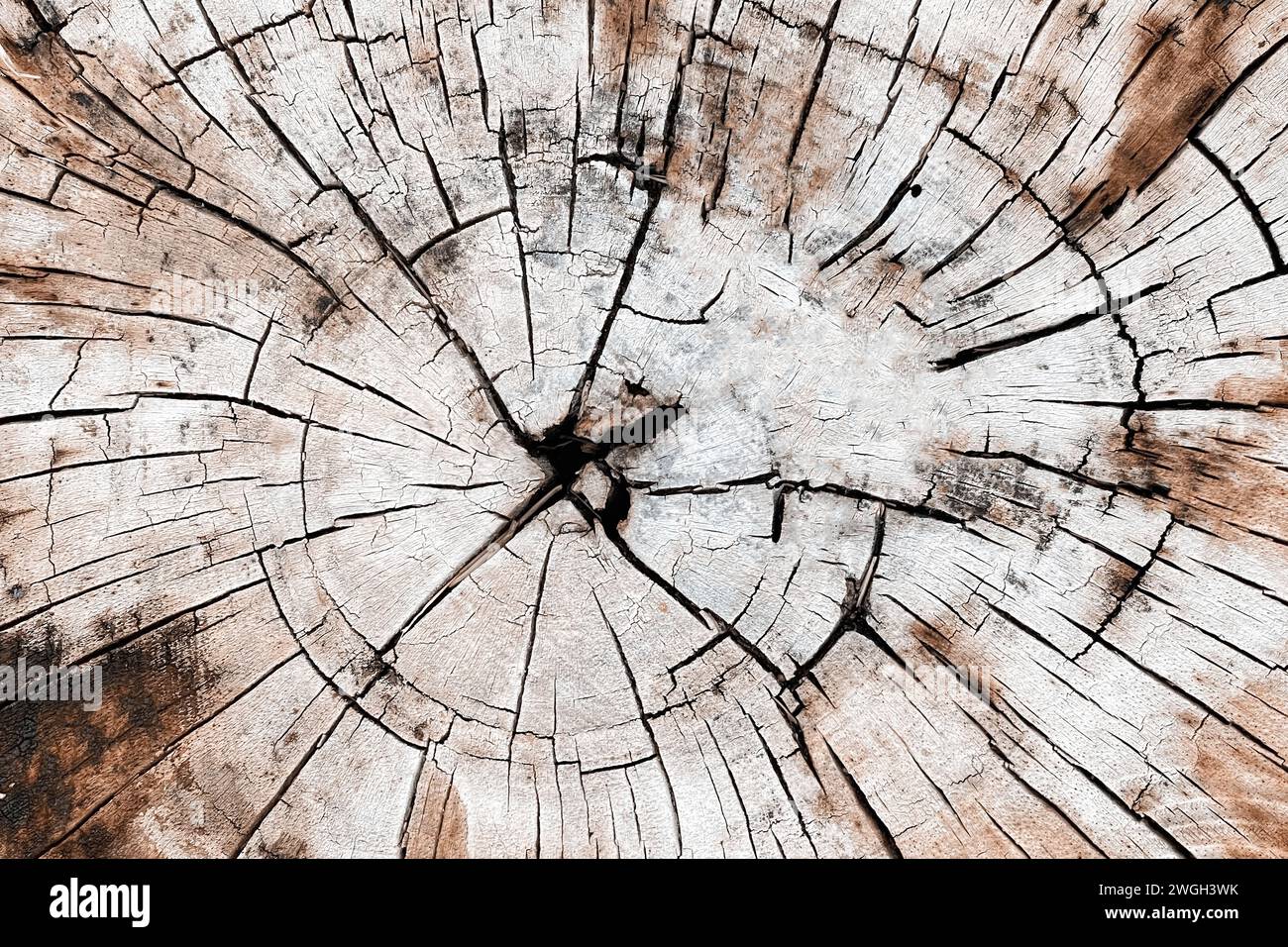 Cut evergreen tree hi-res stock photography and images - Alamy