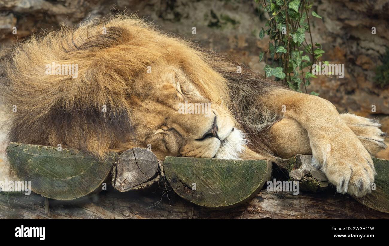 The lion (Panthera leo) , male in close-up view sleeping on a wooden ...