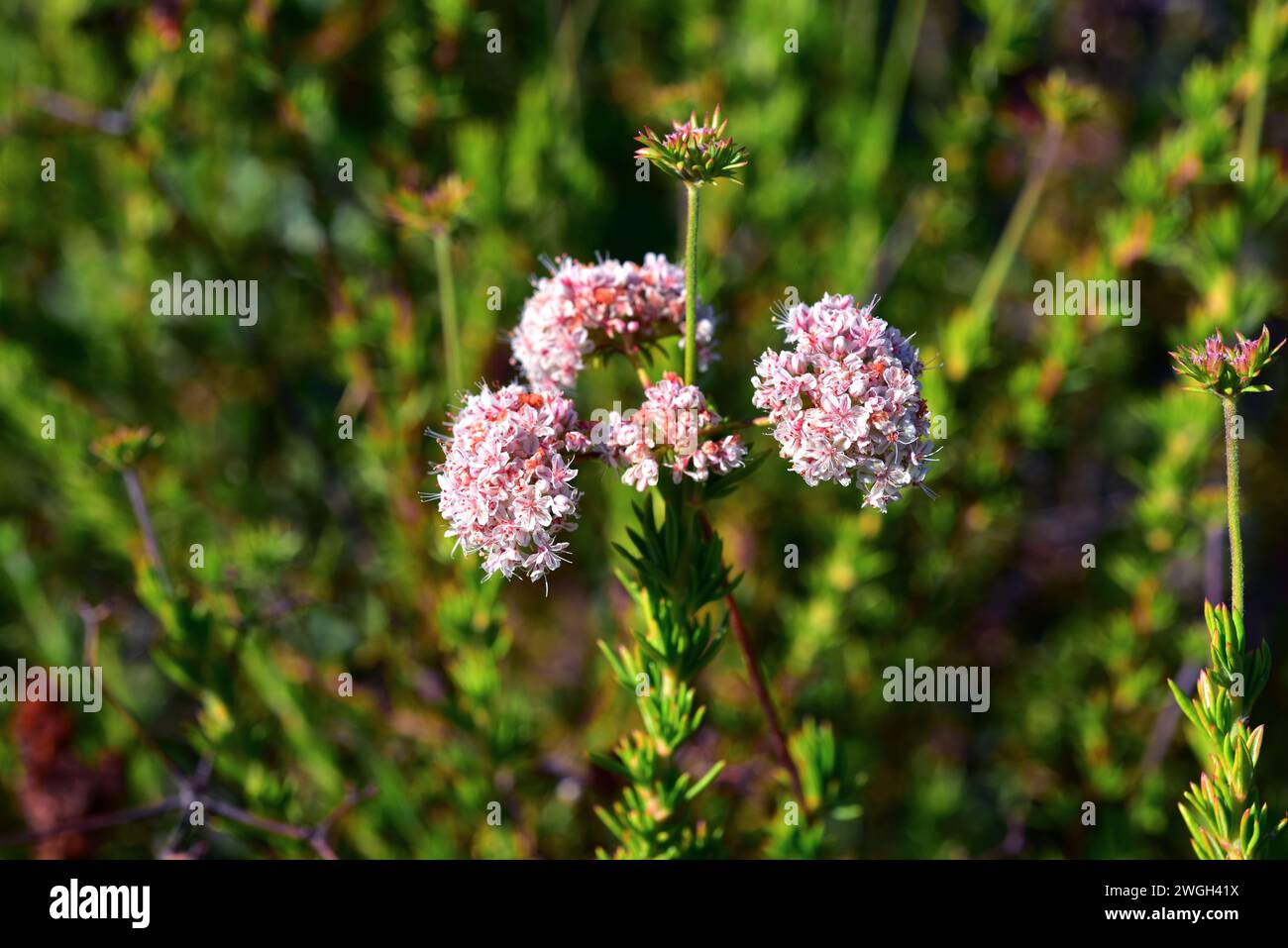 California buckwheat or Mojave buckwheat (Eriogonum fasciculatum) is a ...