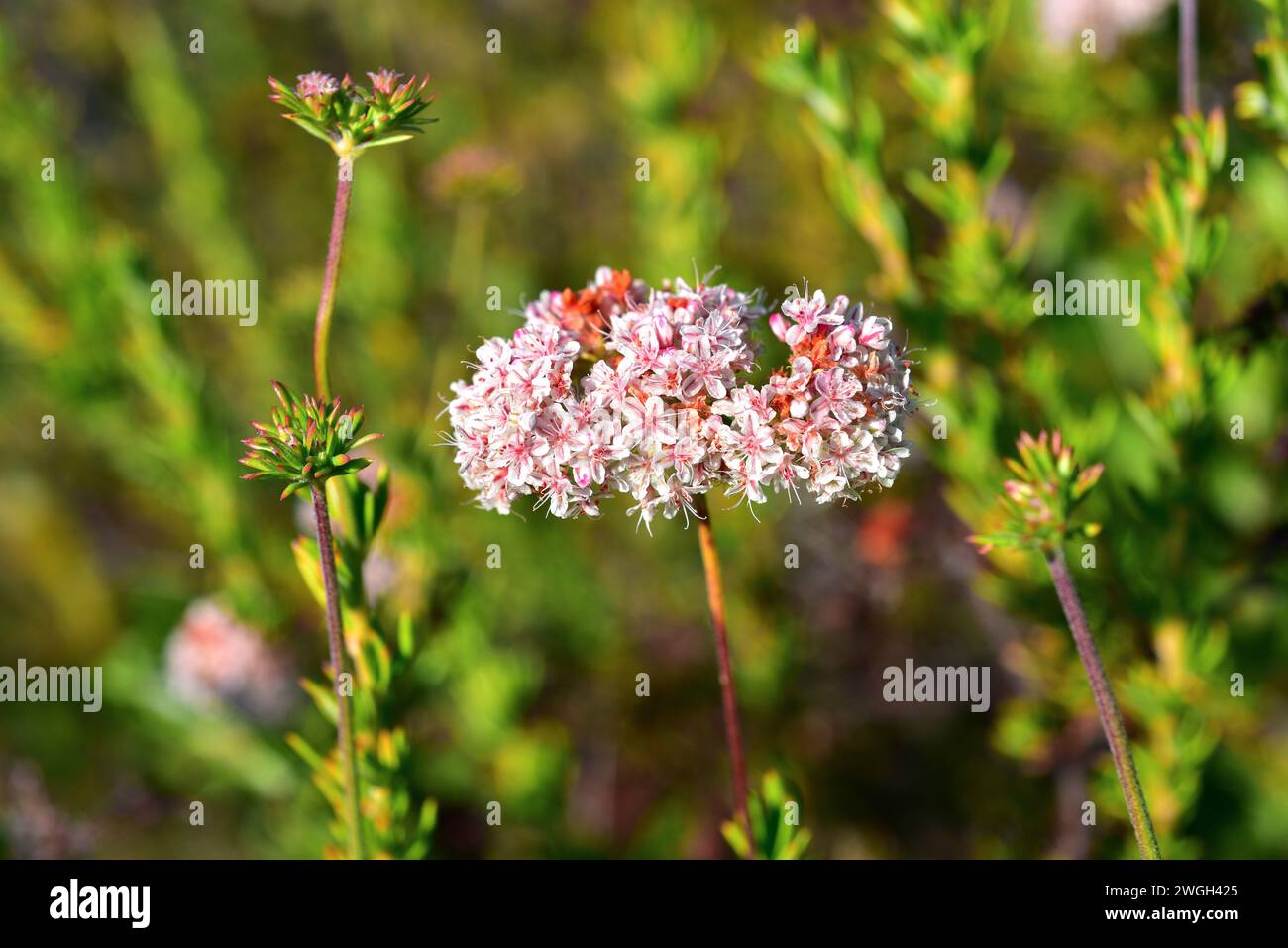 California buckwheat or Mojave buckwheat (Eriogonum fasciculatum) is a ...