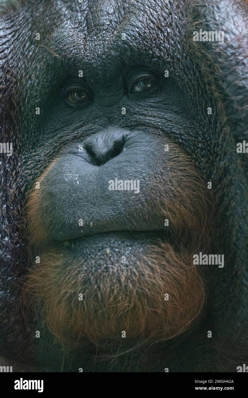 Bornean orangutan (Pongo pygmaeus), face of ape in a close-up view ...